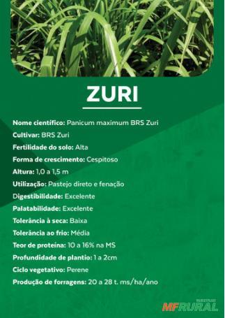 Brs Zuri - Capim Zuri (Panicum Maximum cv Zuri) em Mirassol SP à 803056