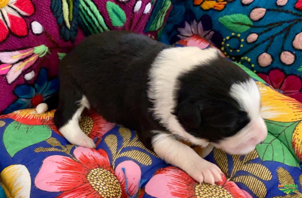 Filhote Border Collie Com Pedigree em São Paulo SP à venda. 364331