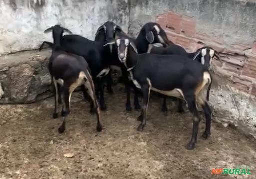 Ovinos Raça Cariri em Cotaxé (Ecoporanga) ES à venda. Compre 600530
