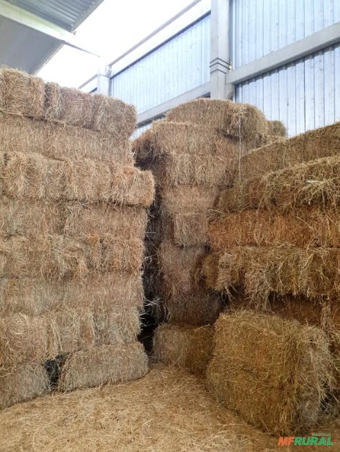 Feno Tipo C em Inajá PE à venda. Compre direto do vendedor 648910