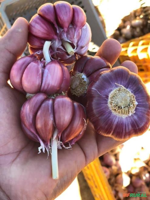 Alho Roxo em São Gotardo MG à venda. Compre direto do vendedor 365803