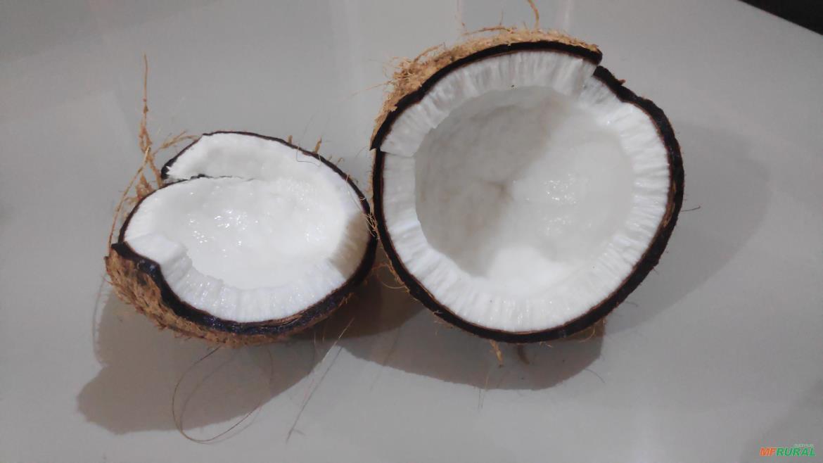 Revenda de Coco Seco Para Todo Brasil. em Rodelas BA à venda. 637525
