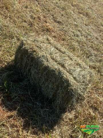 jiggs à venda com preço