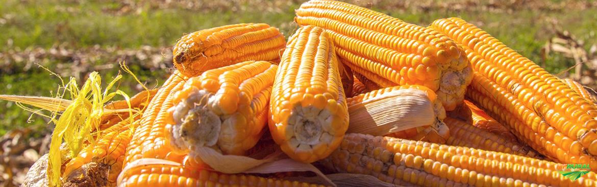 Milho em Grãos em São Gonçalo dos Campos BA à venda. Compre 367851