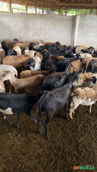 Carneiro Dorper | Preço Venda Compra - MF Rural