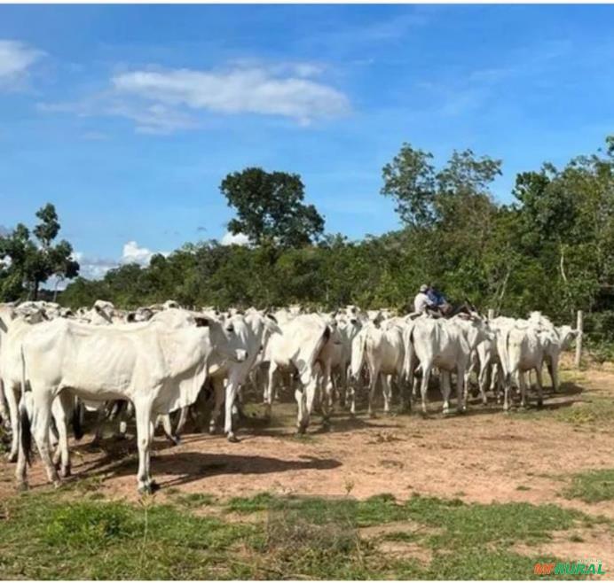 Bezerro Nelore em Montes Claros MG à venda. Compre direto 676342