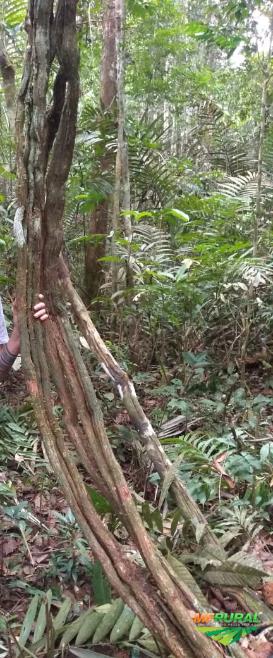Cipó da Região Amazônica Mariri Banisteriopsis Caapi em Cruzeiro 371072