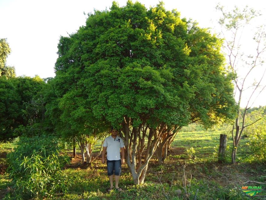 Jabuticaba Sabara | Preço Venda Compra - MF Rural