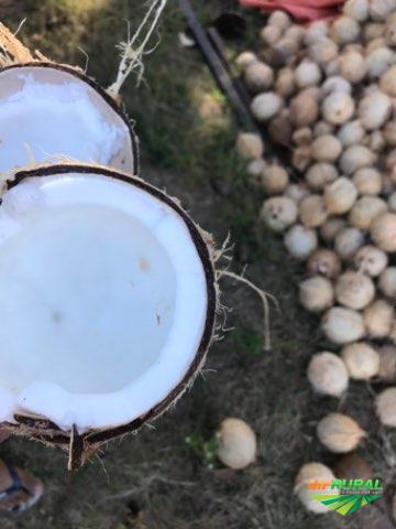 Coco Seco em Trairi CE à venda. Compre direto do vendedor 371783