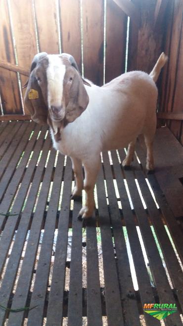 Vendo Bode Boer po Excelente Reprodutor em Vale do Sol RS à 378843