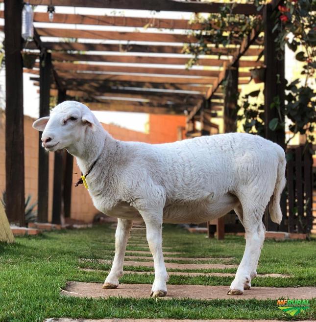 Carneiro Dorper | Preço Venda Compra - MF Rural