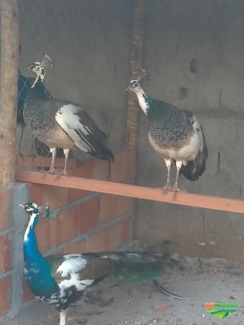 Pavão à venda com preço