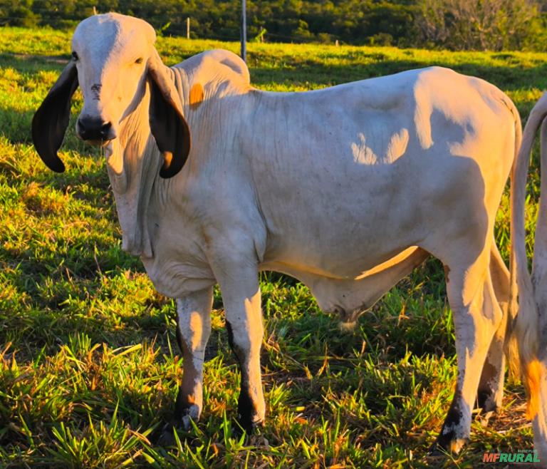 Tourinho no Amazonas | Preço Venda Compra - MF Rural