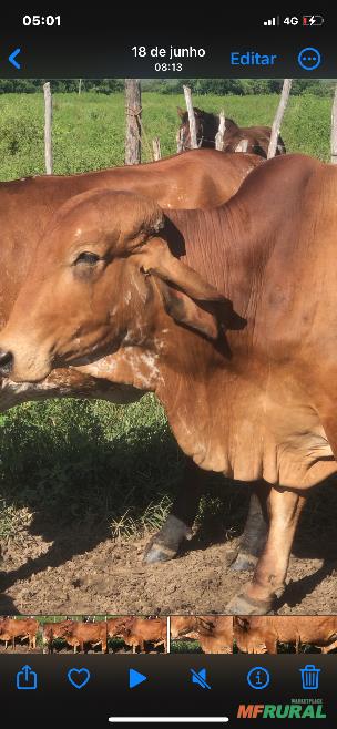 Mini Touro | Preço Venda Compra - MF Rural