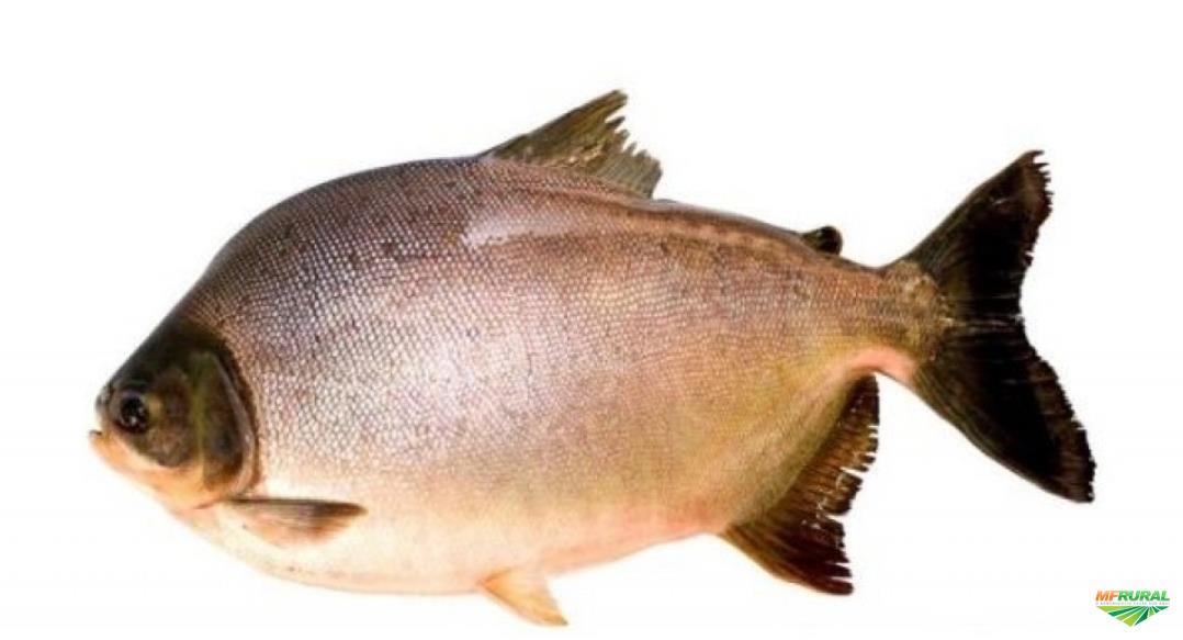 Tambacu em São João da Boa Vista SP à venda. Compre direto 396315
