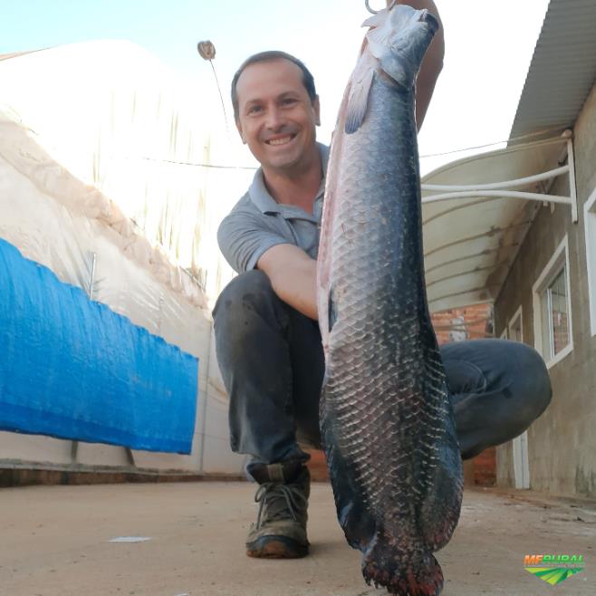 Venda Peixe | Preço Venda Compra - MF Rural