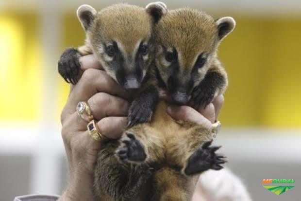 Compro Filhote de Quati em Jundiaí SP à venda. Compre direto 393581