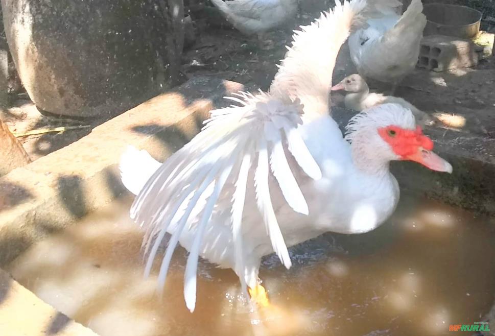 Pato Bebe | Preço Venda Compra - MF Rural