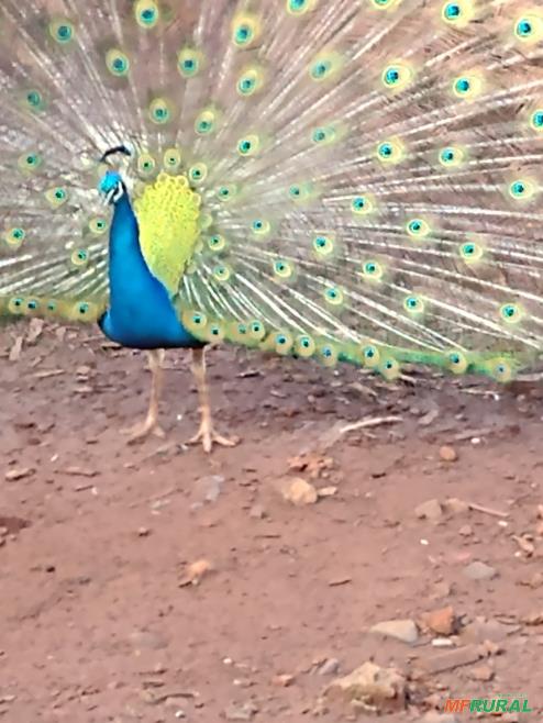 Pavao Femea | Preço Venda Compra - MF Rural