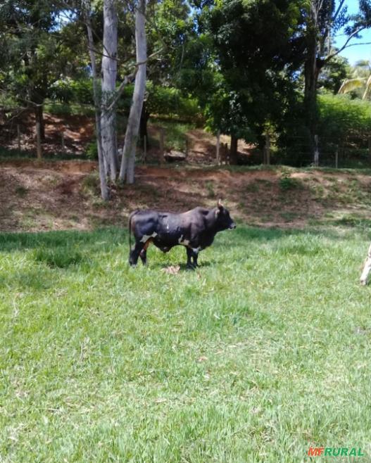 Bovino Mini - Animais | Preço Venda Compra - MF Rural
