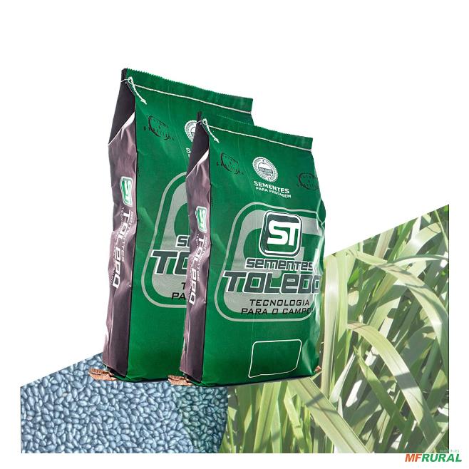 Brachiaria Decumbens Basilisk Capim Resistente A Seca em Santo 704700