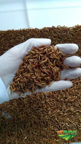 Starane 200 Herbicida - Alimentos para Nutrição Animal | Preço