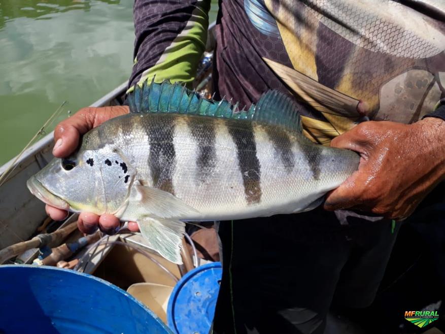Tucunaré à venda com preço Tucunaré