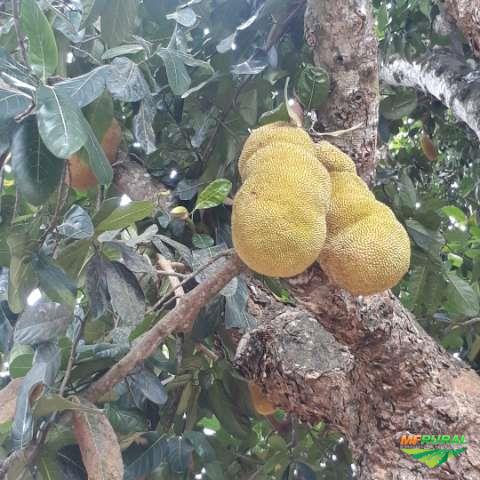 Jaca Mole em Itaporanga D'Ajuda SE à venda. Compre direto 402074