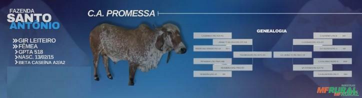 Fêmea po Gir Leiteiro Doadora de Embriões - Genética Alta 760744
