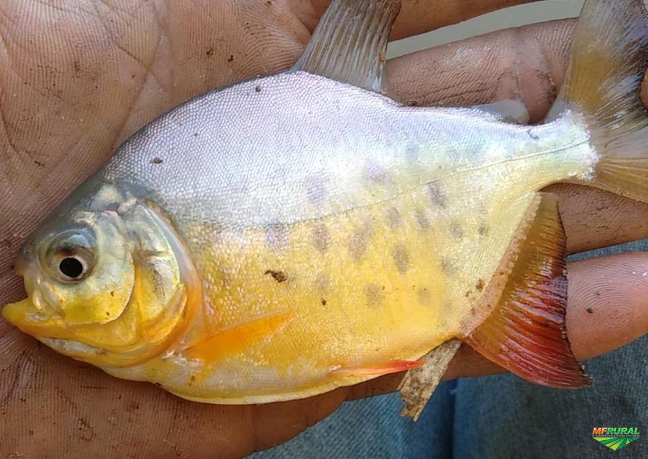 Peixe Redondo Alevinos E Juvenil. em Vinhedo SP à venda. Compre 415918