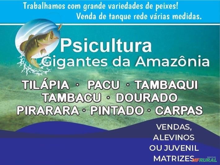 Peixe Redondo Alevinos E Juvenil. em Vinhedo SP à venda. Compre 415918