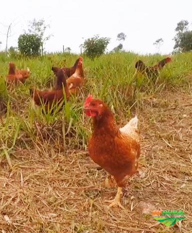 Granja Completa Com Aves Poedeiras (Embrapa 51) em Rio de 402588