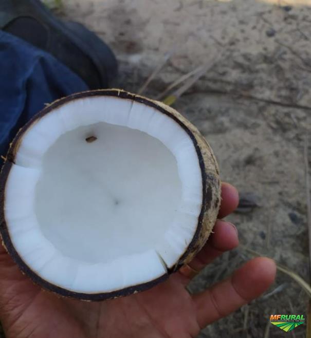 Côco Seco na Bahia em Salvador BA à venda. Compre direto 402626