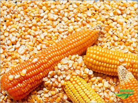 Milho Gmo em São José SC à venda. Compre direto do vendedor 403774