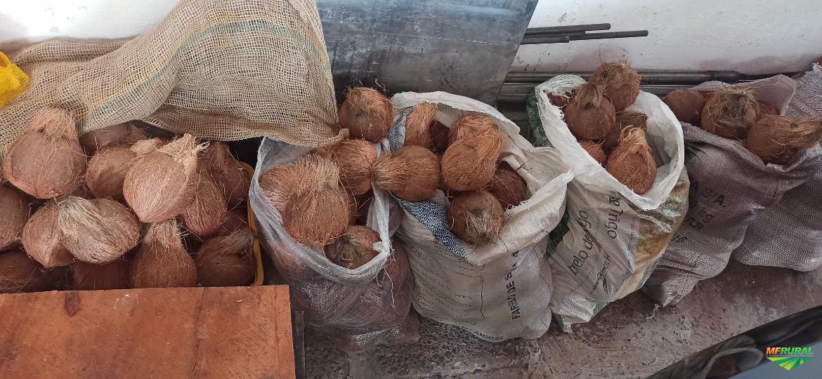 Coco Seco em Dias D'Ávila BA à venda. Compre direto do vendedor 403007