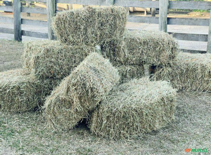 Feno | Preço Venda Compra - MF Rural
