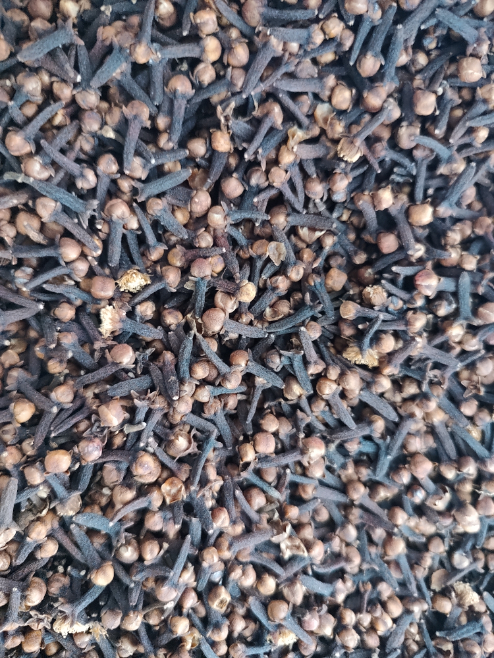 Cravo da India em Taperoá BA à venda. Compre direto do vendedor 690417