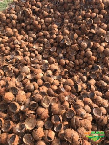 Quenga Coco | Preço Venda Compra - MF Rural