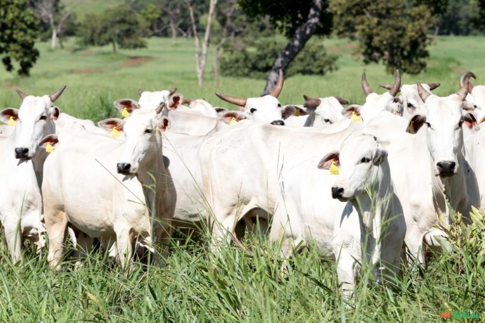 Garrotes Rancharia | Preço Venda Compra - MF Rural