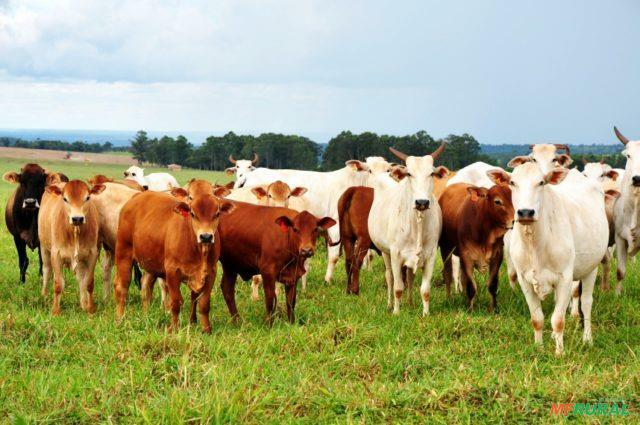 Vacas Paridas E Prenhas na Região de Santa Mercedes Sp em Santa 621503