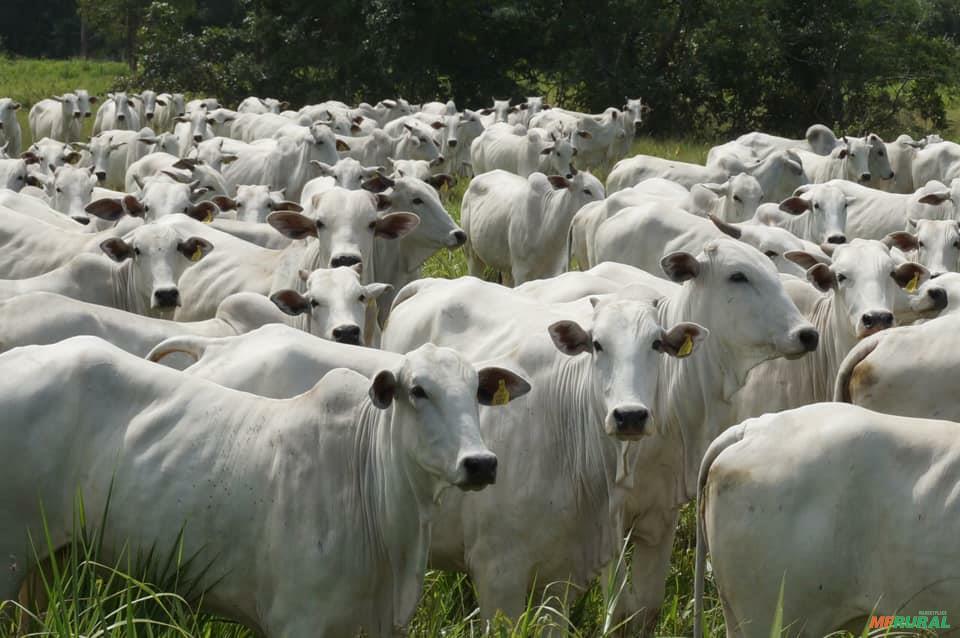 Vacas Marilia | Preço Venda Compra - MF Rural