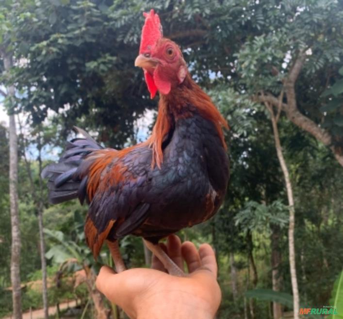 Frango Garnisé em Itapecerica da Serra SP à venda. Compre direto 449535