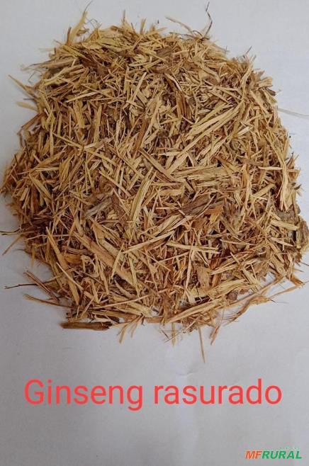 Ginseng Rasurado em São Paulo SP à venda. Compre direto 754121