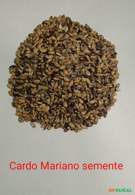 Carda | Preço Venda Compra - MF Rural