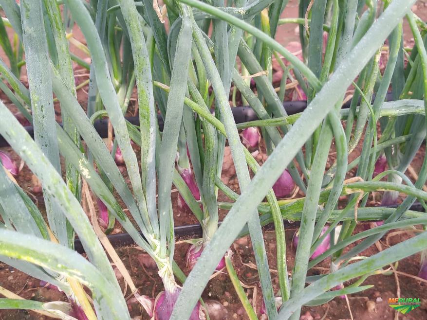 Vende de Cebola Direto da Fazenda em Belém de São Francisco PE à 409548