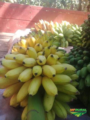 Muda Banana Maca Brs Tropical | Preço Venda Compra - MF Rural