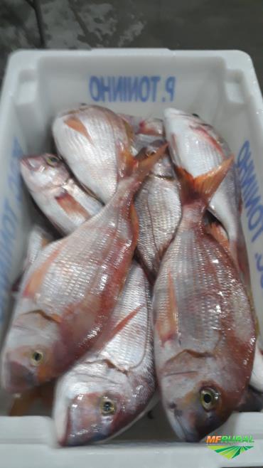 Peixes no Rio Grande do Sul à venda com preço