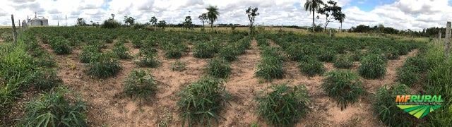 Venda Mandioc | Preço Venda Compra - MF Rural
