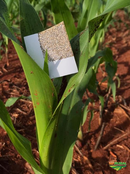 Trichogramma Pretiosum em Edéia GO à venda. Compre direto 412278