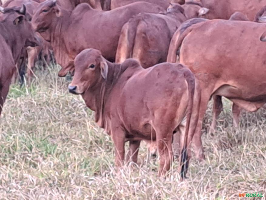 Sindi à venda com preço Sindi